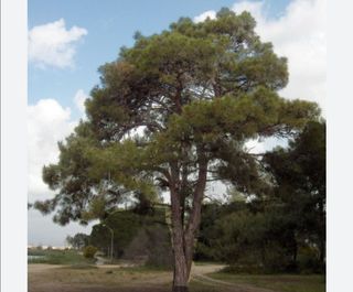 Ritiro legna di pino cedro