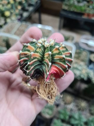 Gymnocalycium friedrichii lb2178 Aqua dulce hybrid
