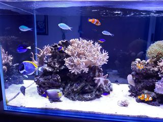 Affare!!!svendo acquario marino tutto co