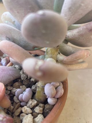 Pachyphytum oviferum