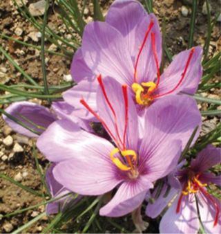BULBI DI ZAFFERANO