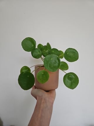 Pilea peperomioides
