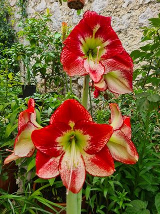 Bulbo di Hippeastrum Flamenco Queen