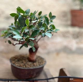 Bonsai Ficus Retusa