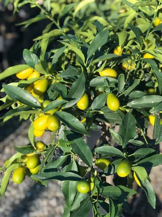 kumquat