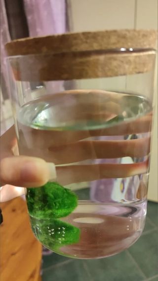 Marimo