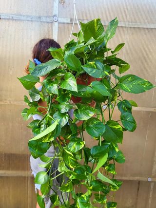 Pothos Pianta Vera pianta ufficio Pianta acquario
