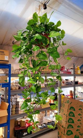 Pothos Pianta Vera pianta ufficio Pianta acquario
