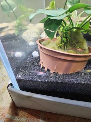 cardine colore verde x acquario