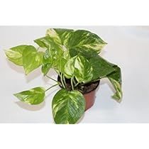 Pothos Pianta Vera pianta ufficio Pianta acquario
