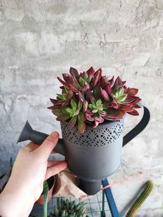 1 vaso Echeveria pulvinata devotion con sottovaso