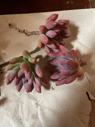 graptosedum Daniele San