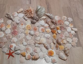 Conchiglie di varie misure