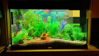 Acquario Juwel da 125 litri