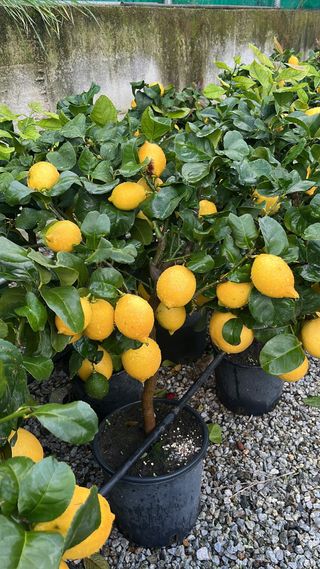 limone carubo vaso 20