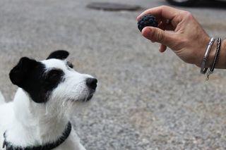 Tartufo da addestramento per cani
