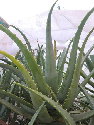 Piante di aloe