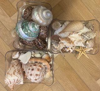 Collezione di conchiglie