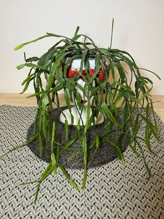 Rhipsalis Micranta