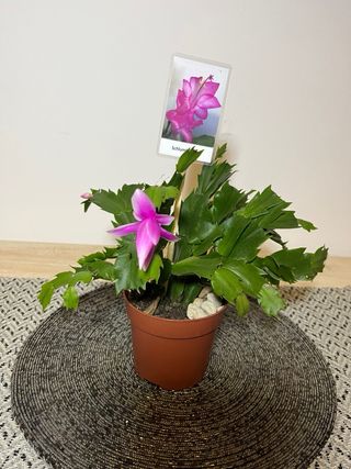 Schulberghera cactus di natale