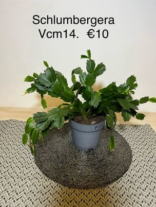 Schulberghera cactus di natale