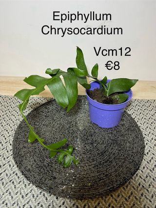 Epiphyllum Chrysocardium