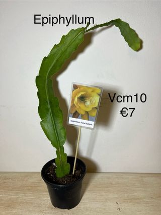 Epiphyllum giallo