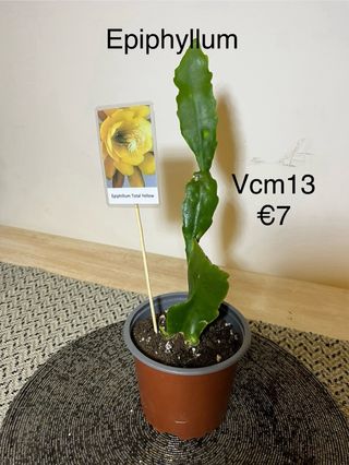 Epiphyllum cactus orchidea giallo