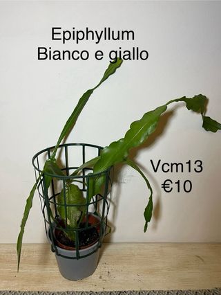 Epiphyllum cactus orchidea bianco/giallo