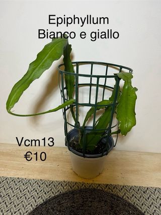 Epiphyllum biancoe giallo