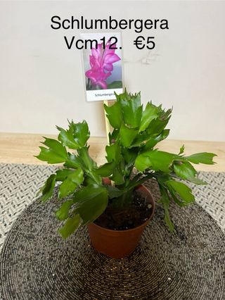 schulberghera cactus di natale