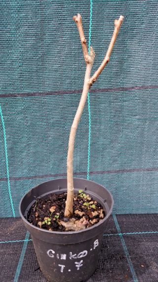 Pianta prebonsai di Ginkgo Biloba T 7