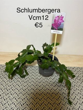 Schulberghera cactus di natale