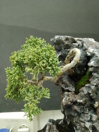 Ishizuki bonsai itoigawa
