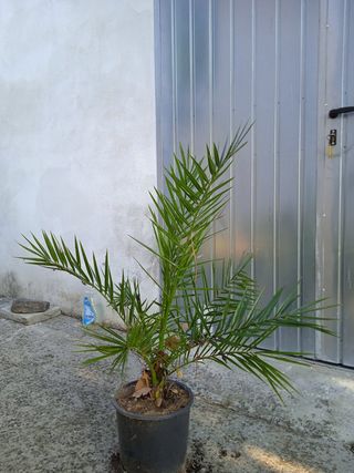 Pianta palma Phoenix Canariensis h 70- 90 cm