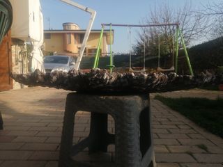 Vaso / lastra Boschetti bonsai