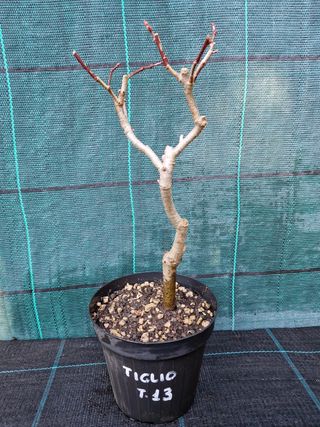 Pianta prebonsai di tiglio T13