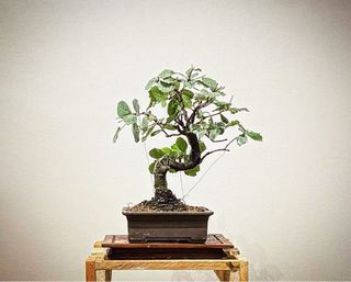 bonsai