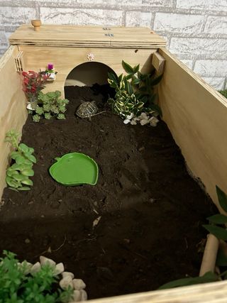 terrario terrarium tortuga