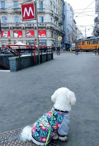 Bomber College per cane