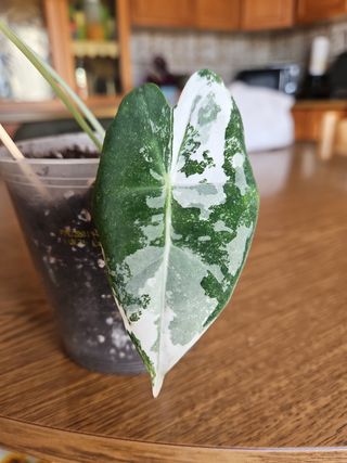 Alocasia Frydek Variegata