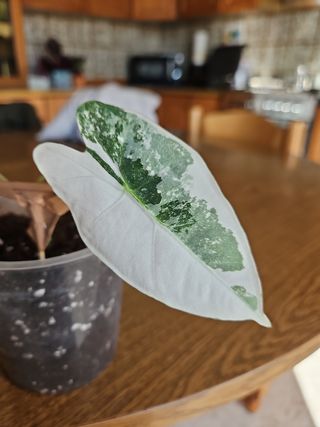 Alocasia Frydek Variegata