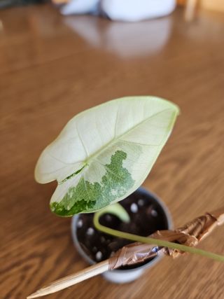 Alocasia Frydek Variegata