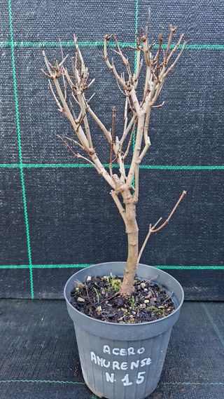 Prebonsai di Acero Amurense acer Ginnala N 15