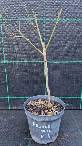 Pianta prebonsai di Prunus Mume Rosea Plena K 4