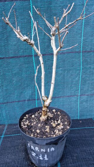 Pianta prebonsai di Farnia( Quercus Robur ) Z 11