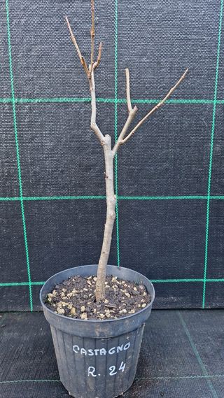 Pianta prebonsai di Castagno(Castanea Sativa) R 24