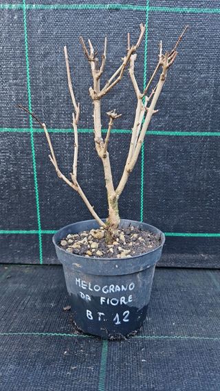 Pianta Prebonsai di melograno da Fiore BT 12