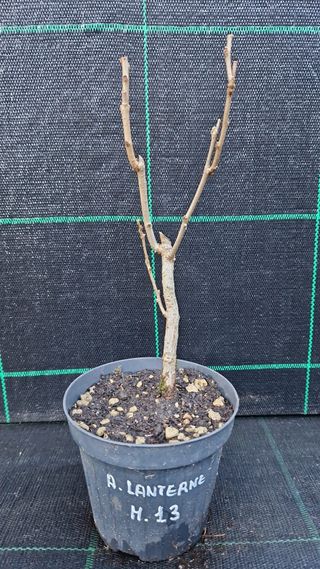 Pianta prebonsai Albero Lanterne Cinesi M 13