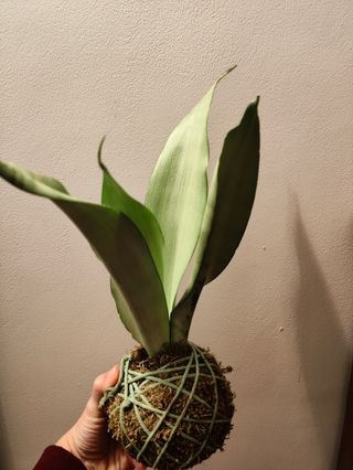 Kokedama Sansevieria Moonshine